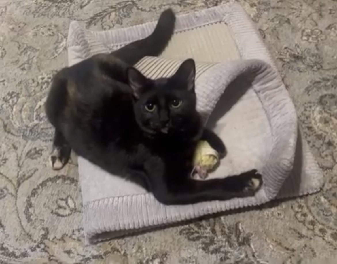 Kent Kitty Weekend Helps Local Rescue Cats – Broadcast Reporting
